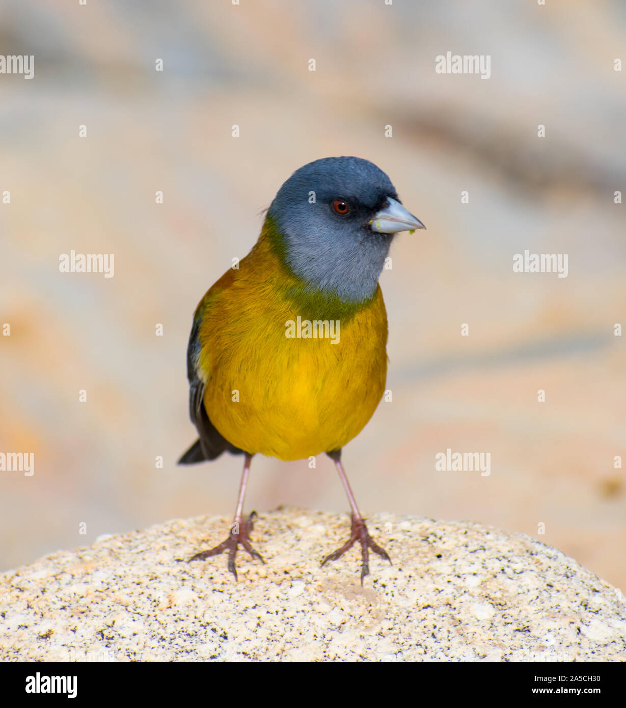 Grey hooded sierra finch phrygilus gayi hi-res stock photography and ...