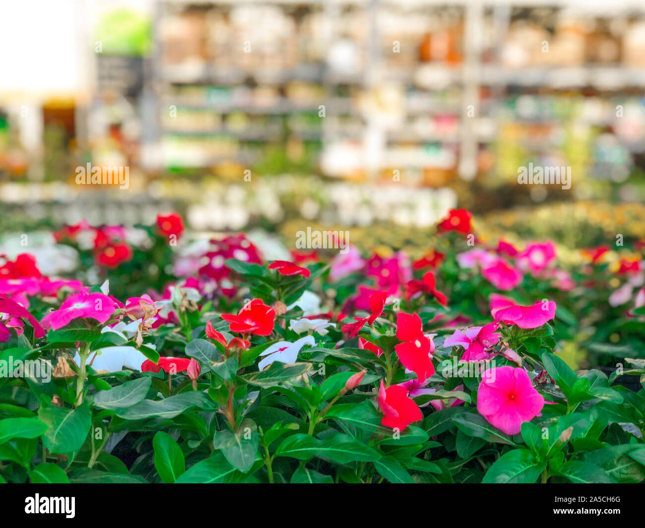 Rows of colorful flowers and plants for sale at a garden nursery center ...