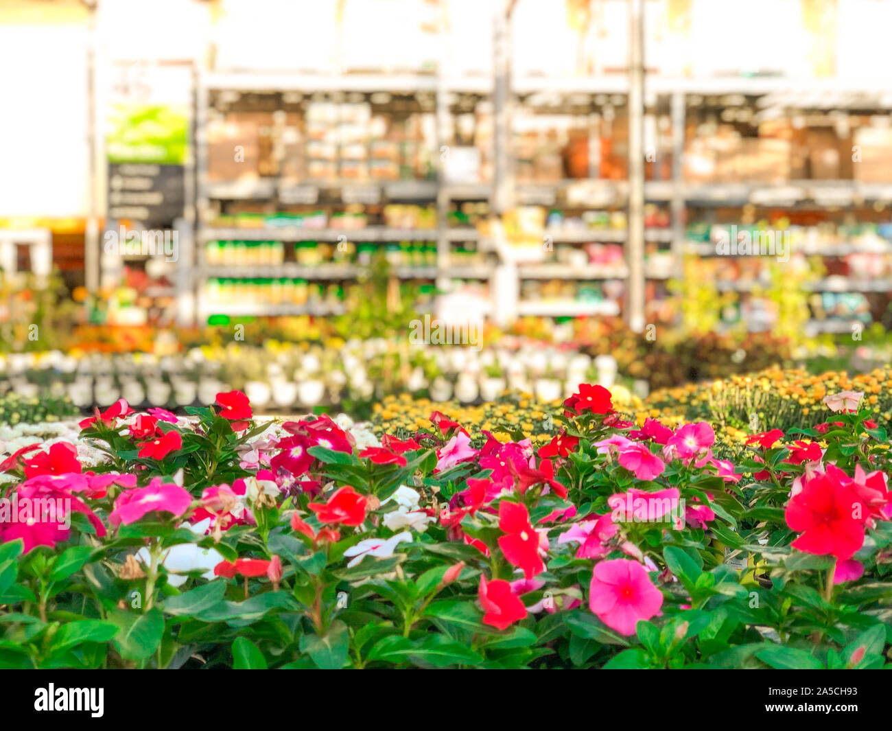 Rows of colorful flowers and plants for sale at a garden nursery center ...