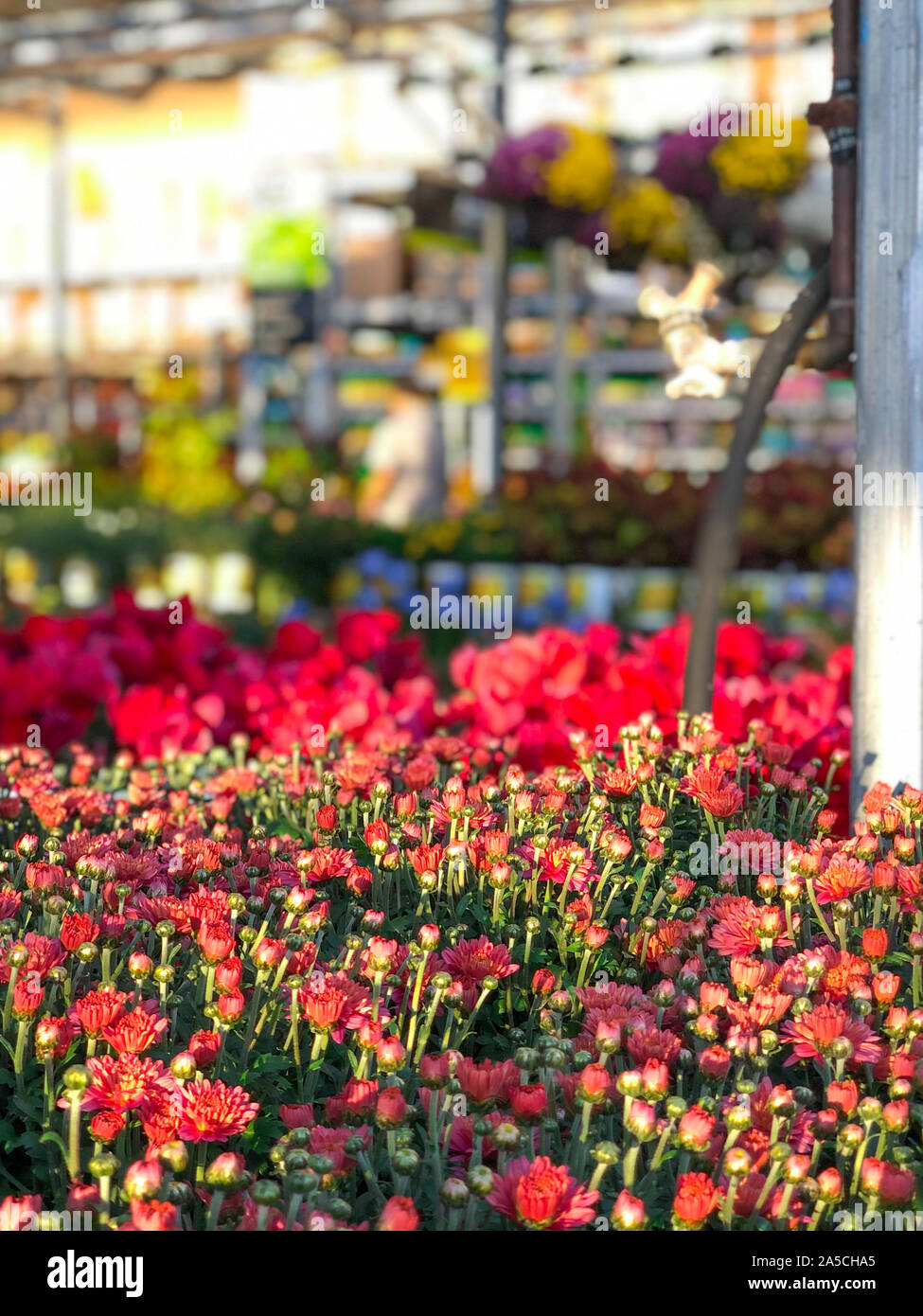 Rows of red colorful flowers and plants for sale at a garden nursery ...
