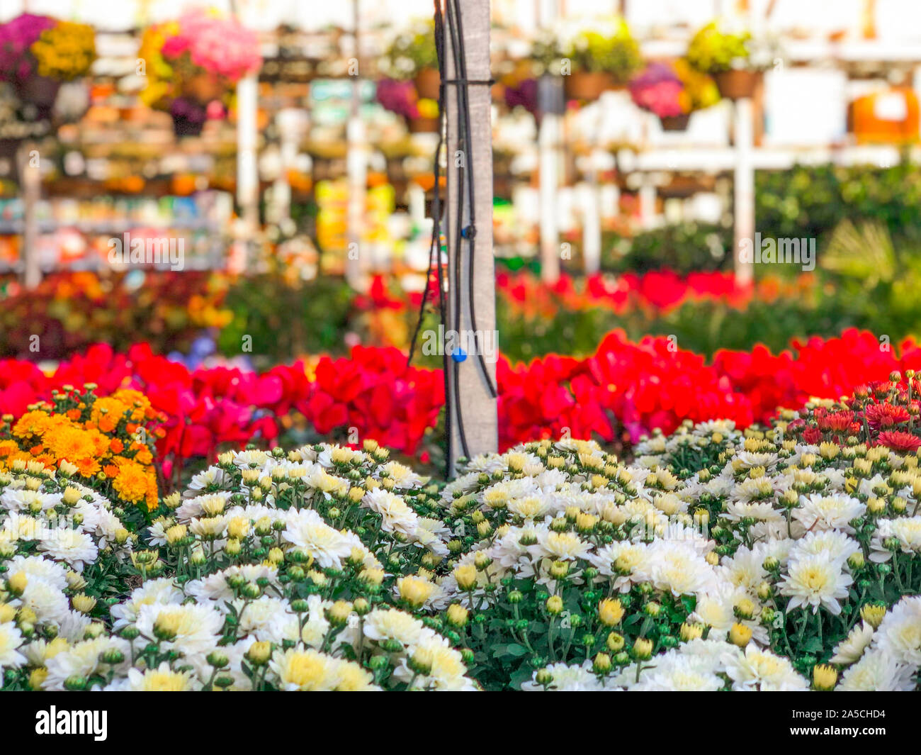 Rows of colorful flowers and plants for sale at a garden nursery center ...