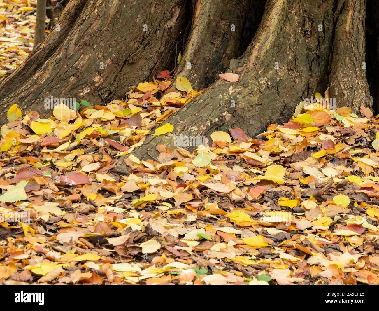 Leaves under the tree hi-res stock photography and images - Alamy