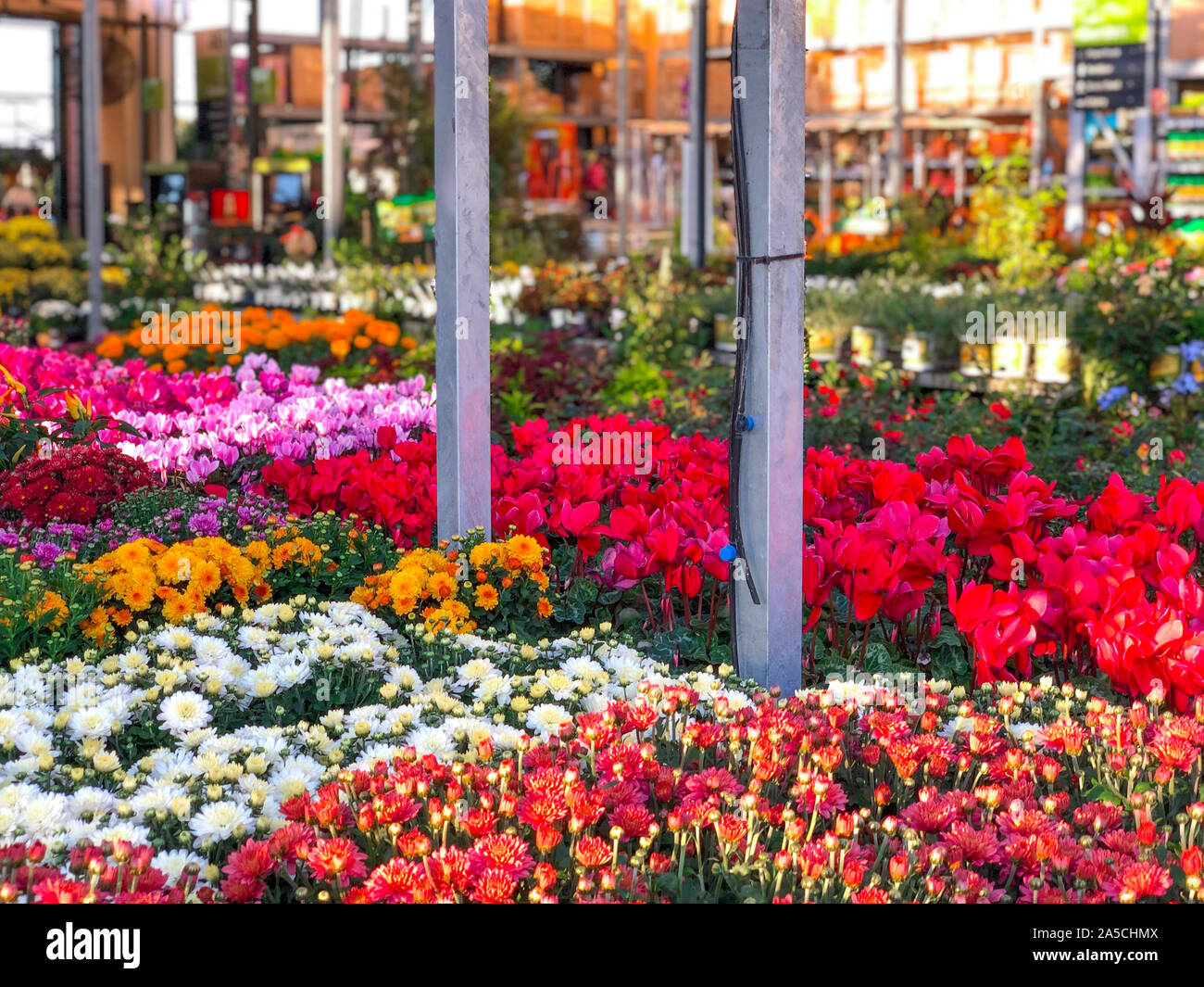 Rows of colorful flowers and plants for sale at a garden nursery center ...