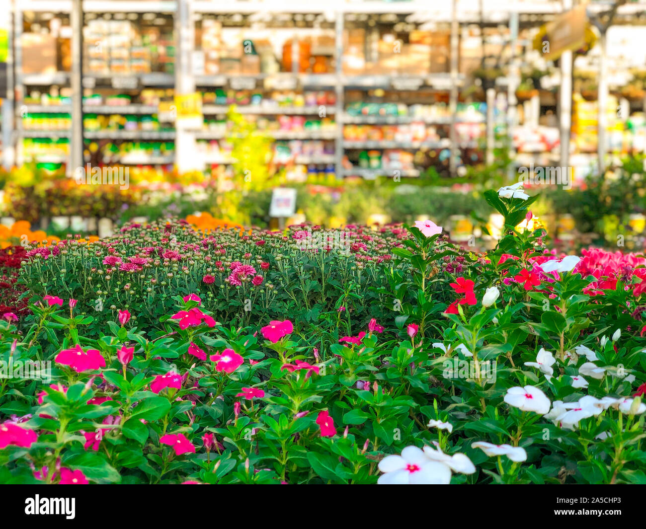 Rows of colorful flowers and plants for sale at a garden nursery center ...