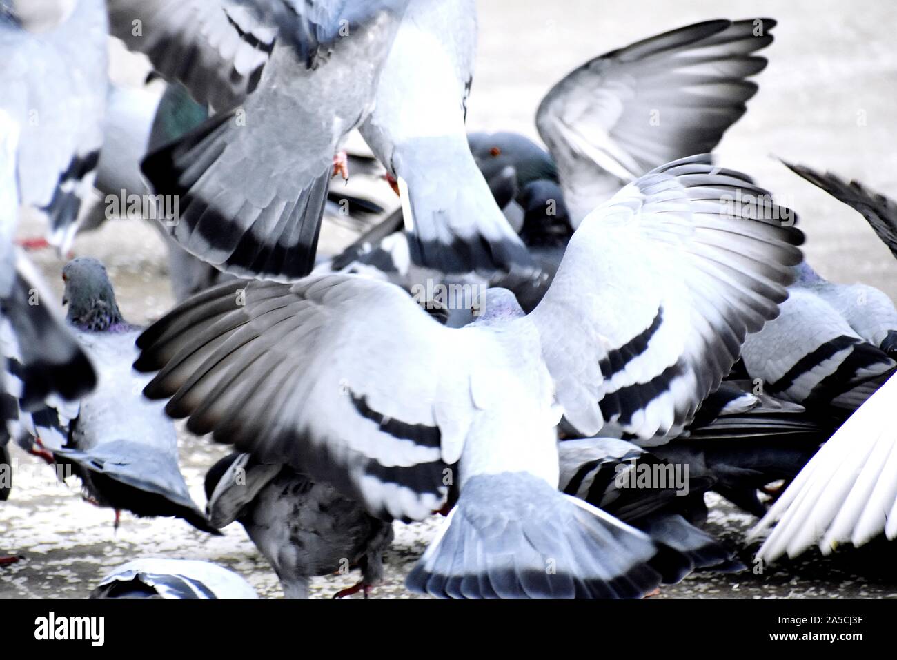 Group of pigeons hi-res stock photography and images - Alamy