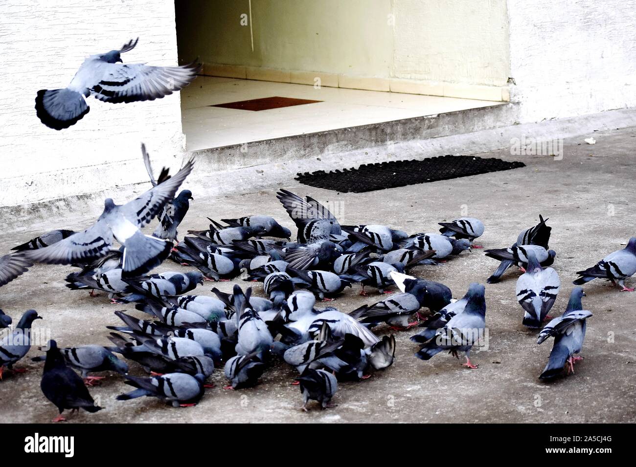 Flock pigeons on ground eating hi-res stock photography and images - Alamy