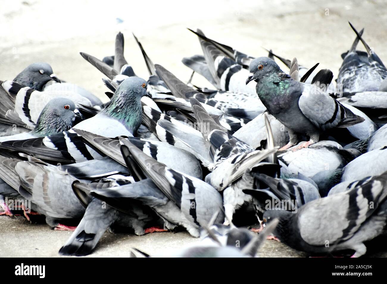 A Group of Pigeons in my ground Stock Photo - Alamy