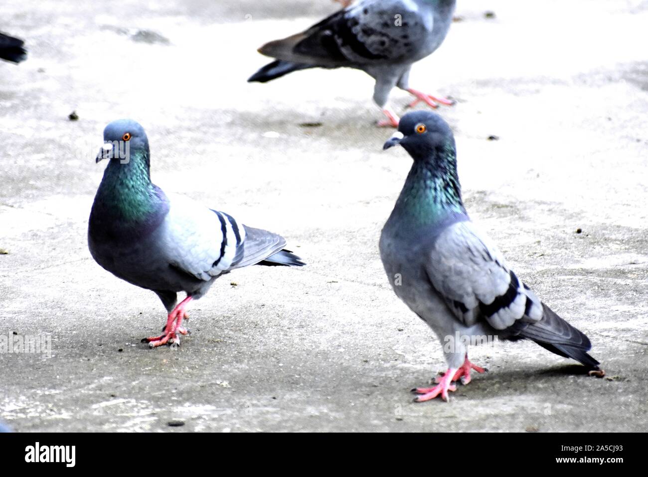 A Group of Pigeons in my ground Stock Photo - Alamy