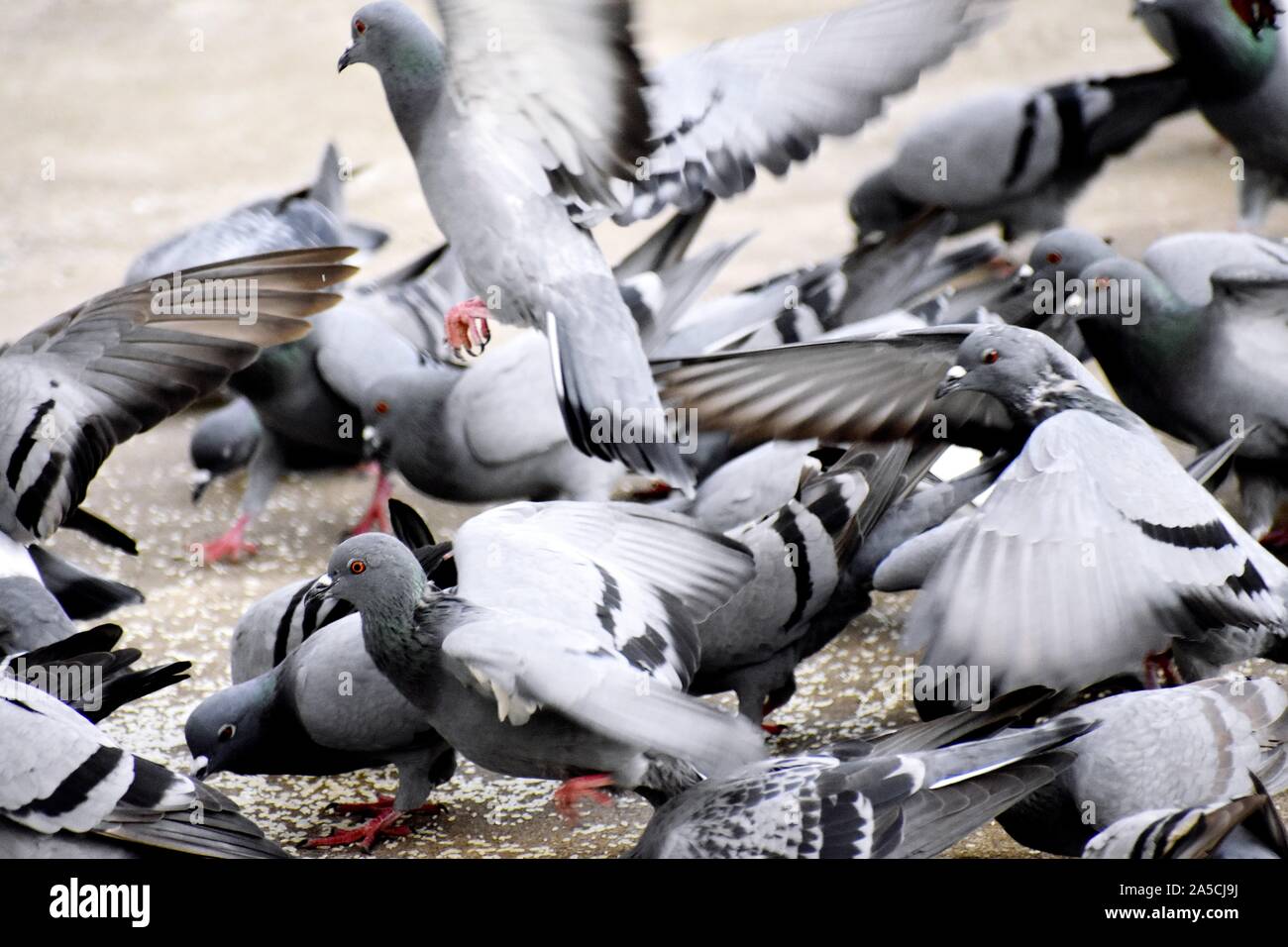 A Group of Pigeons in my ground Stock Photo - Alamy
