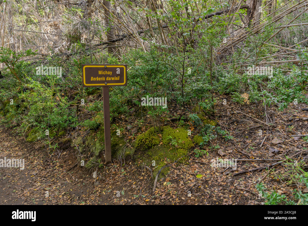 Sign in the park indicating the name of the plant in latin Michay ...