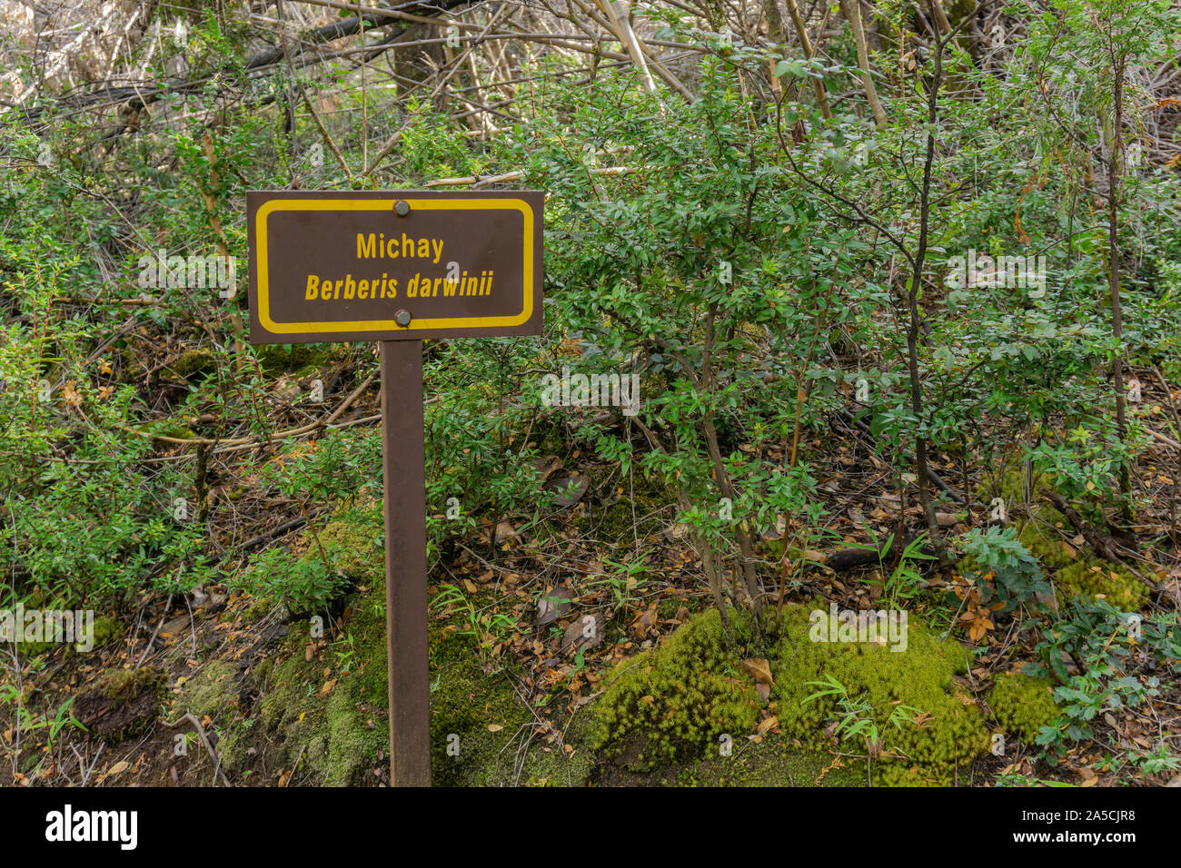 Sign in the park indicating the name of the plant in latin Michay ...