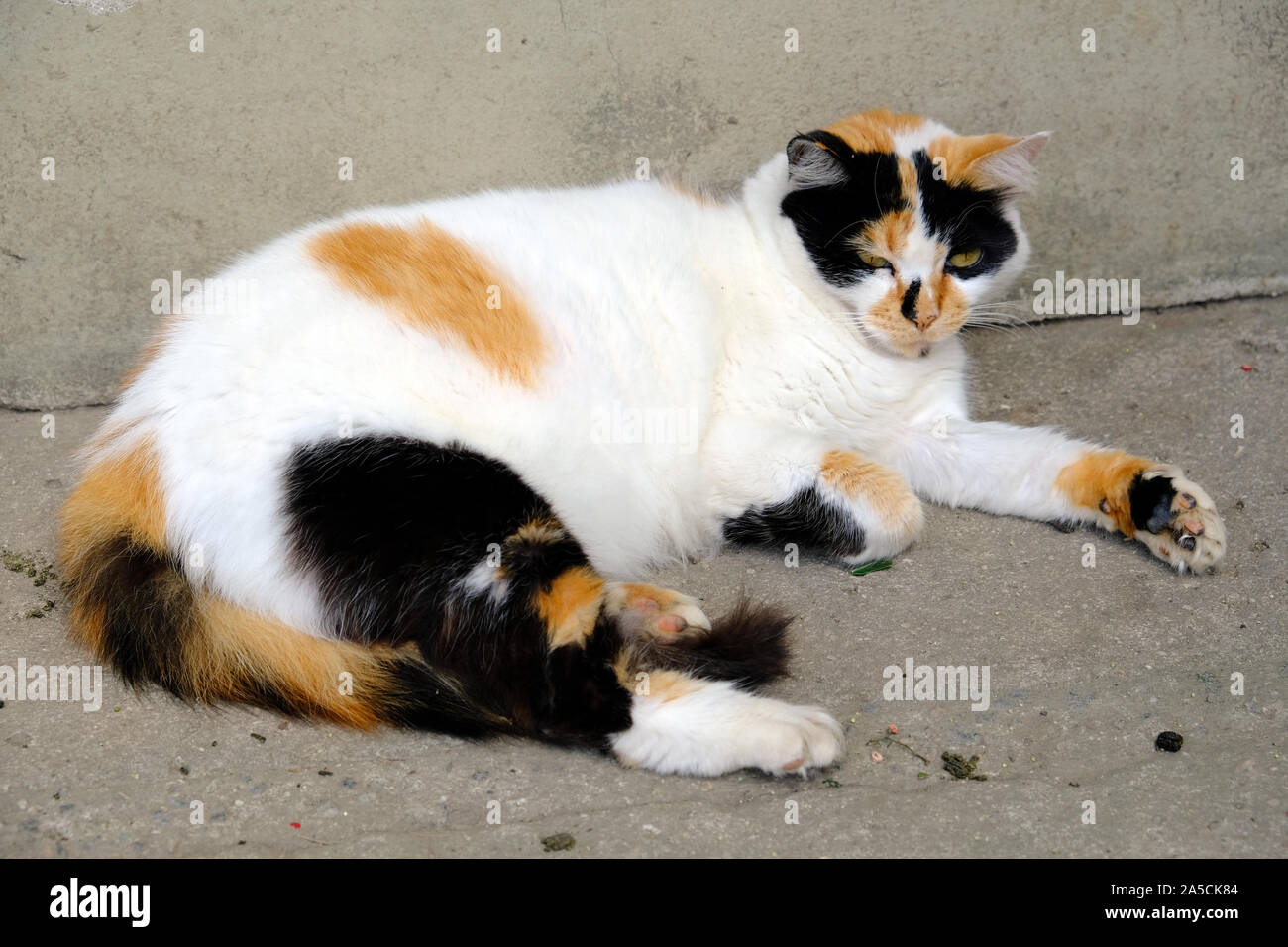 Street cats around the world - Brazil Stock Photo - Alamy