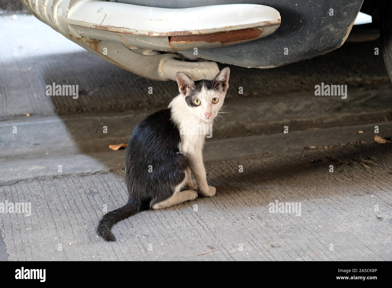 Street cats around the world - India Stock Photo - Alamy