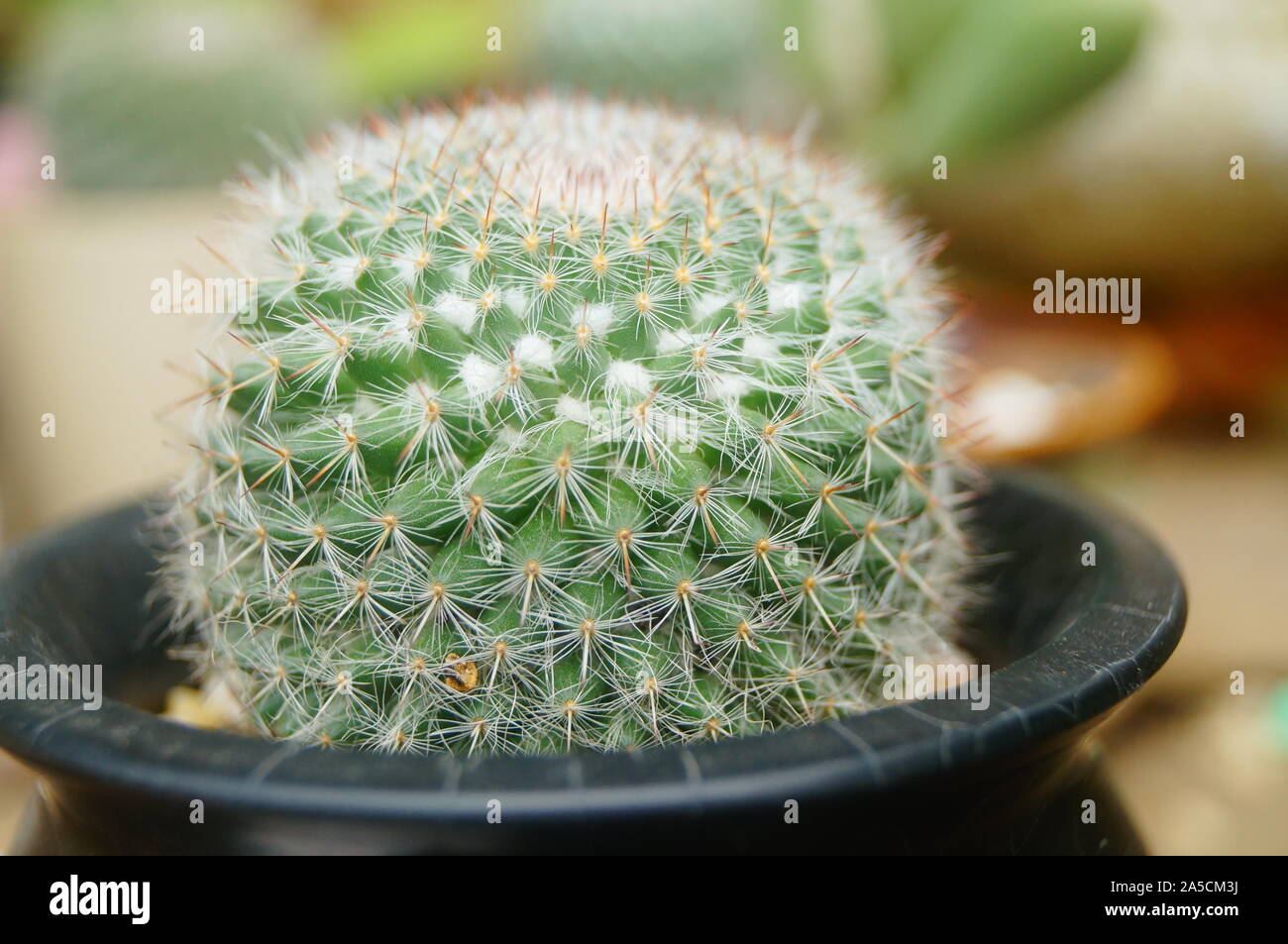 Bonsai cactus hi-res stock photography and images - Alamy