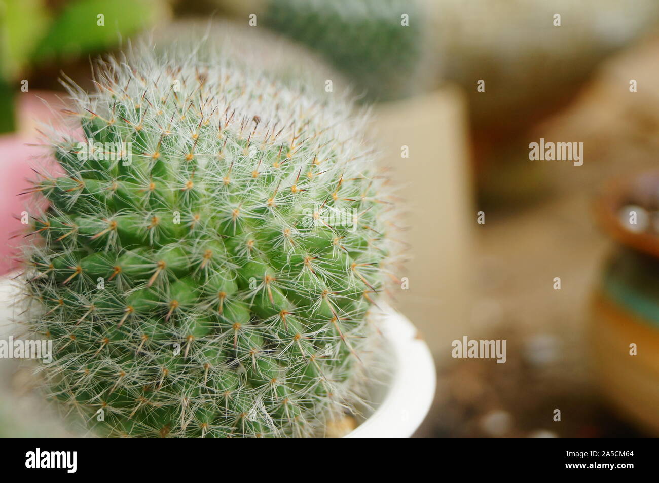 Cactus plant bonsai Stock Photo - Alamy