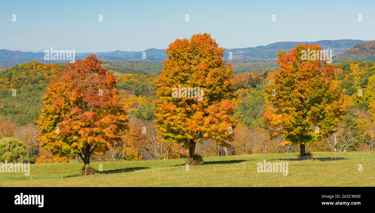 Open deciduous forest hi-res stock photography and images - Alamy
