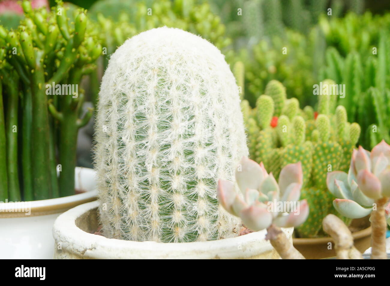 Cactus plant bonsai Stock Photo - Alamy