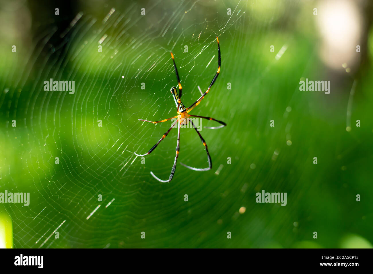 Cobwebs morning macro hi-res stock photography and images - Alamy