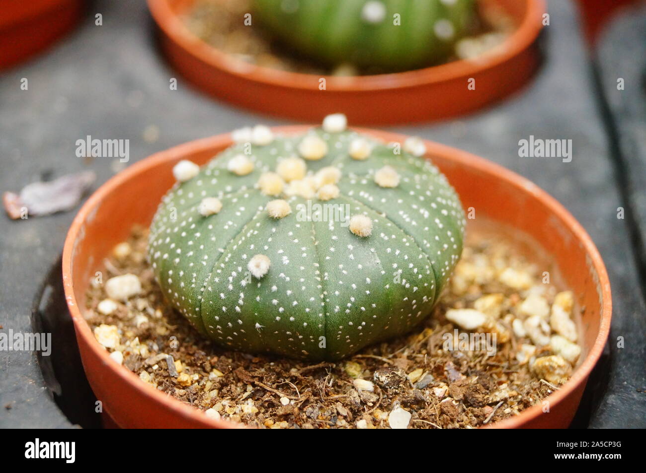 Cactus plant bonsai Stock Photo - Alamy
