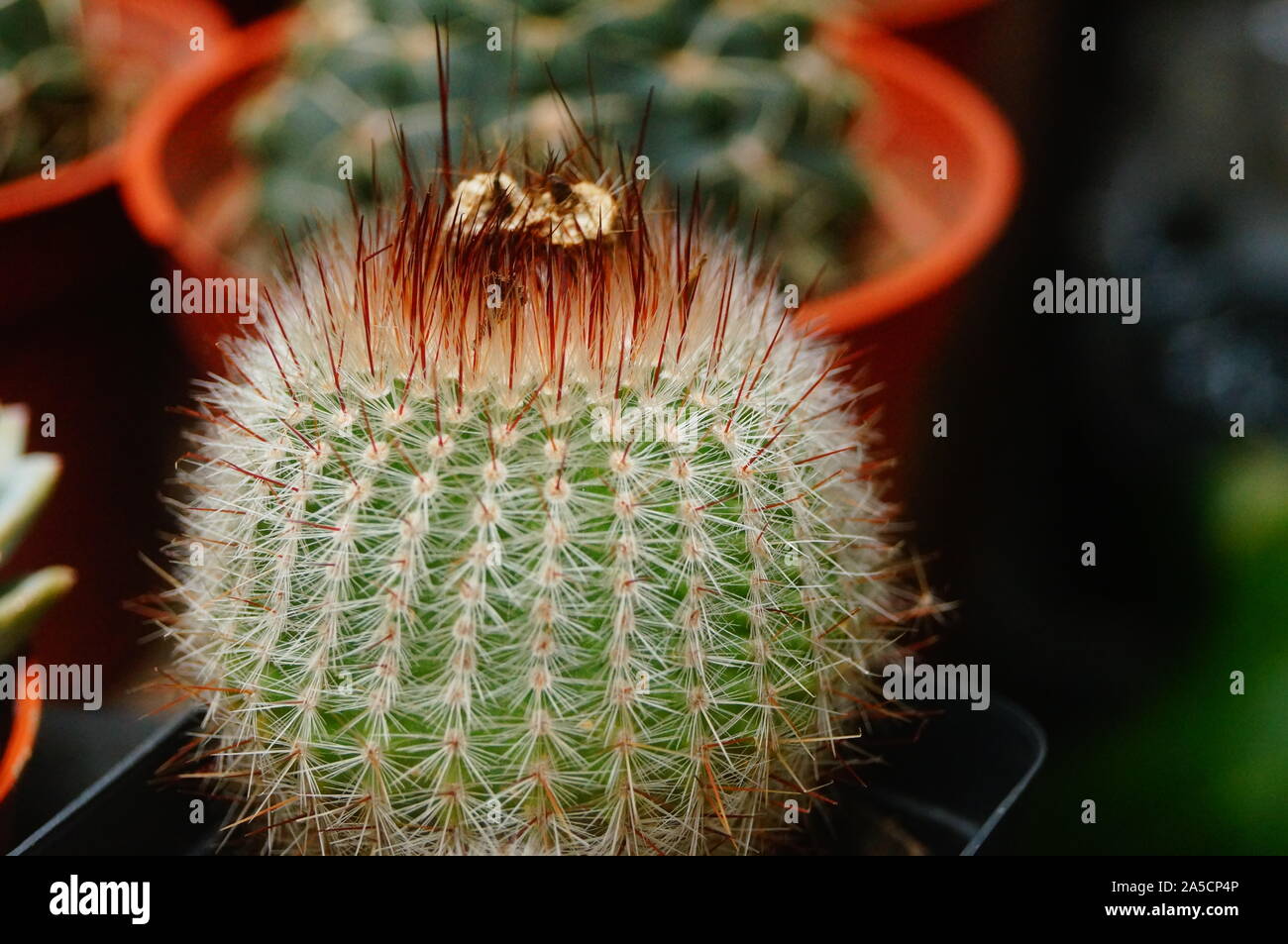 Bonsai cactus hi-res stock photography and images - Alamy