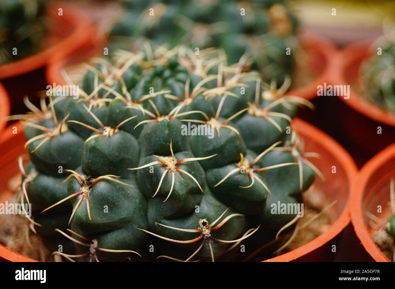 Bonsai cactus hi-res stock photography and images - Alamy