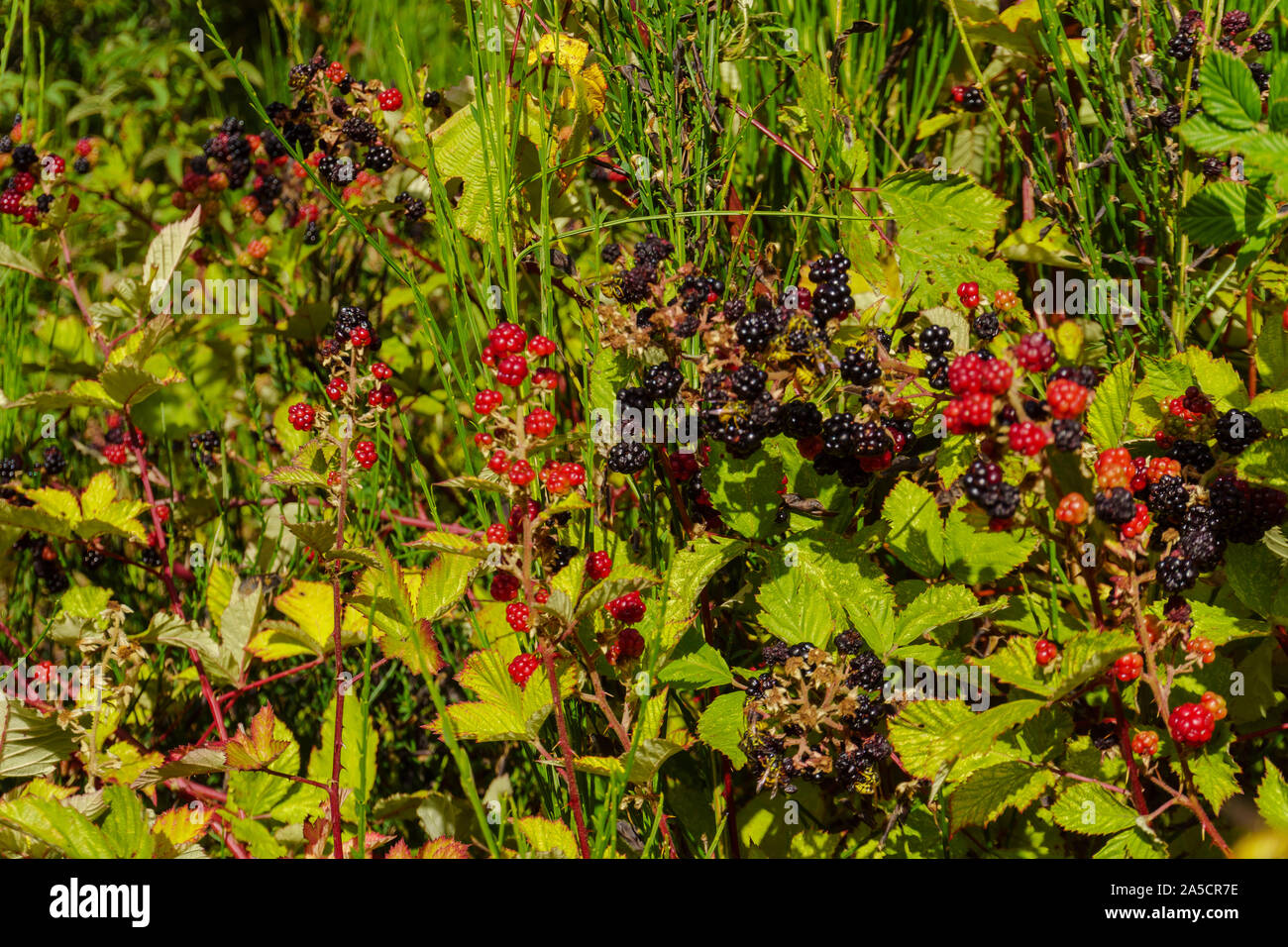 berries of brambles on bush Stock Photo - Alamy