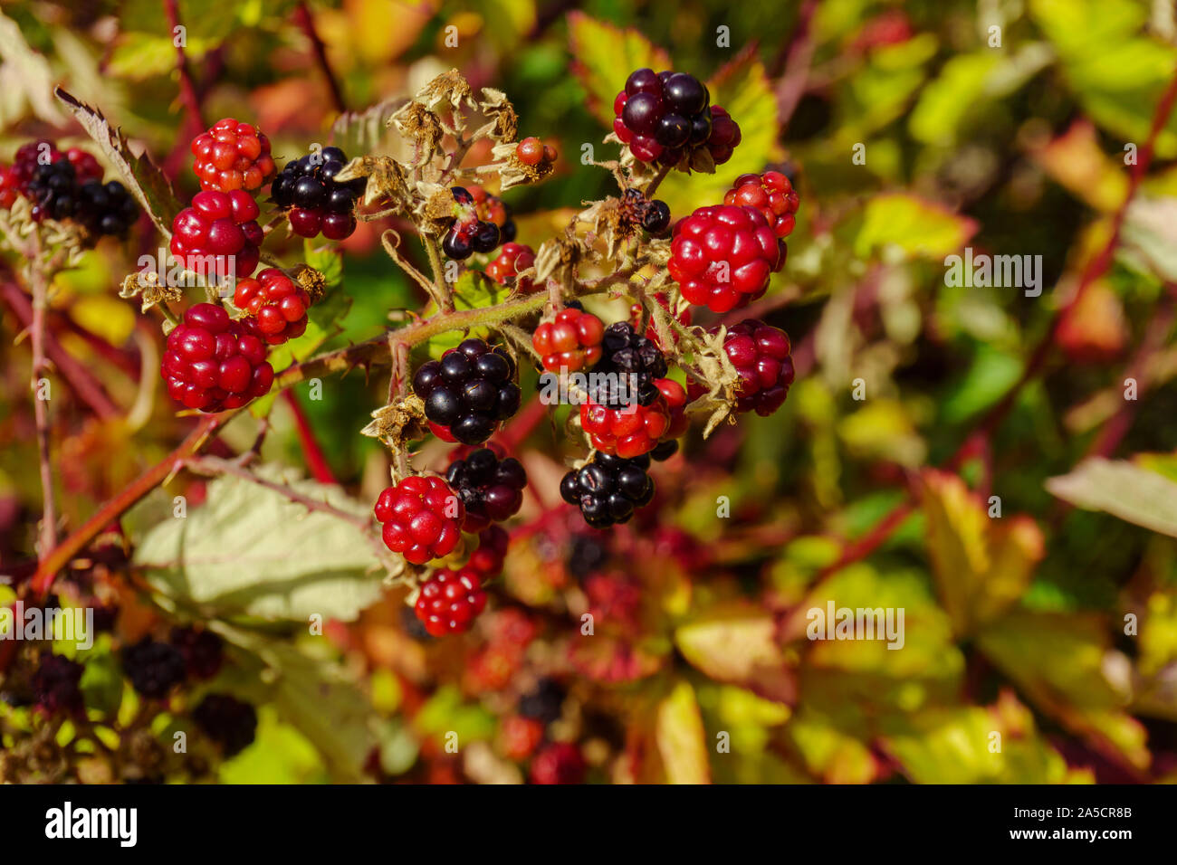 berries of brambles on bush Stock Photo - Alamy