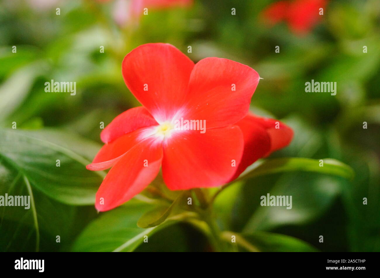 Changchun flower, very beautiful Stock Photo - Alamy