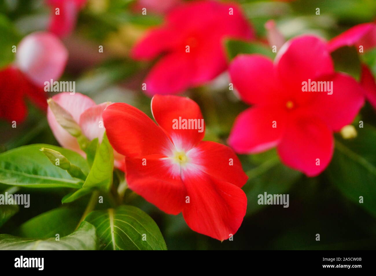 Changchun garden hi-res stock photography and images - Alamy