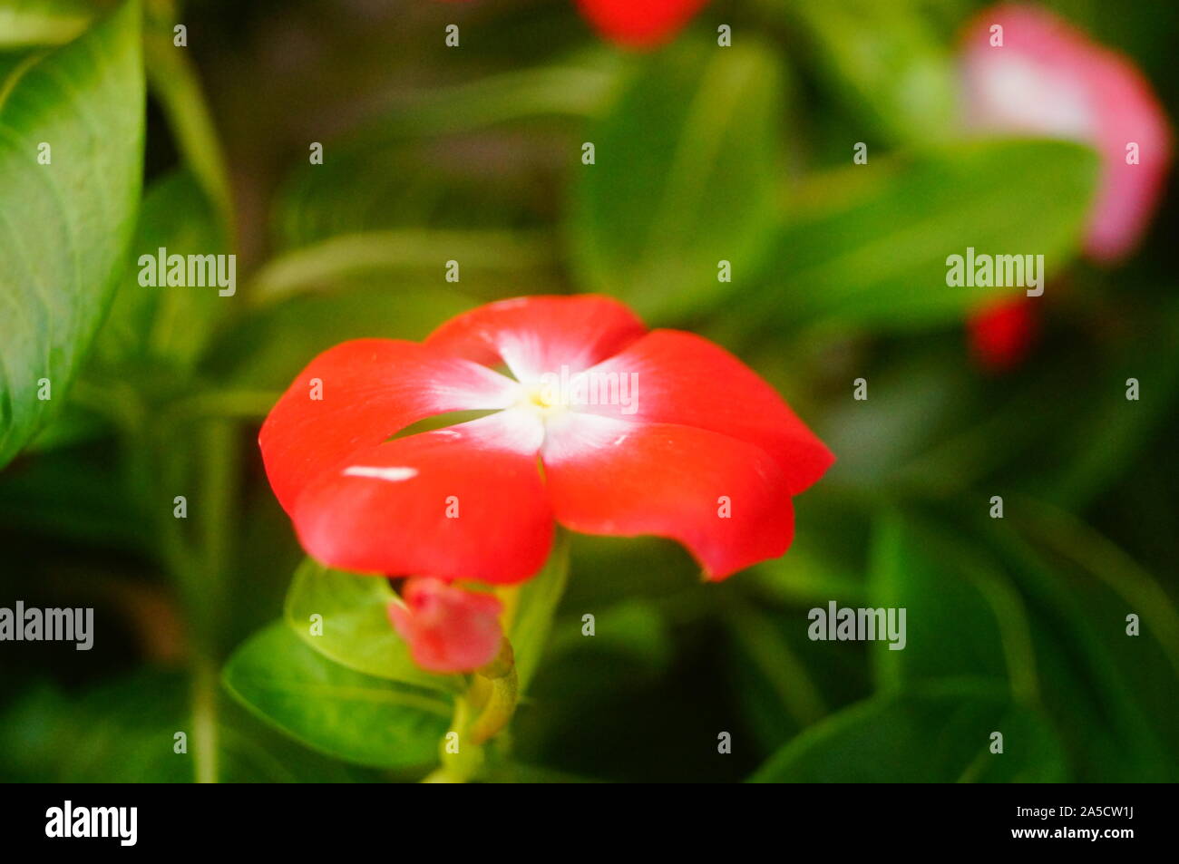 Changchun garden hi-res stock photography and images - Alamy