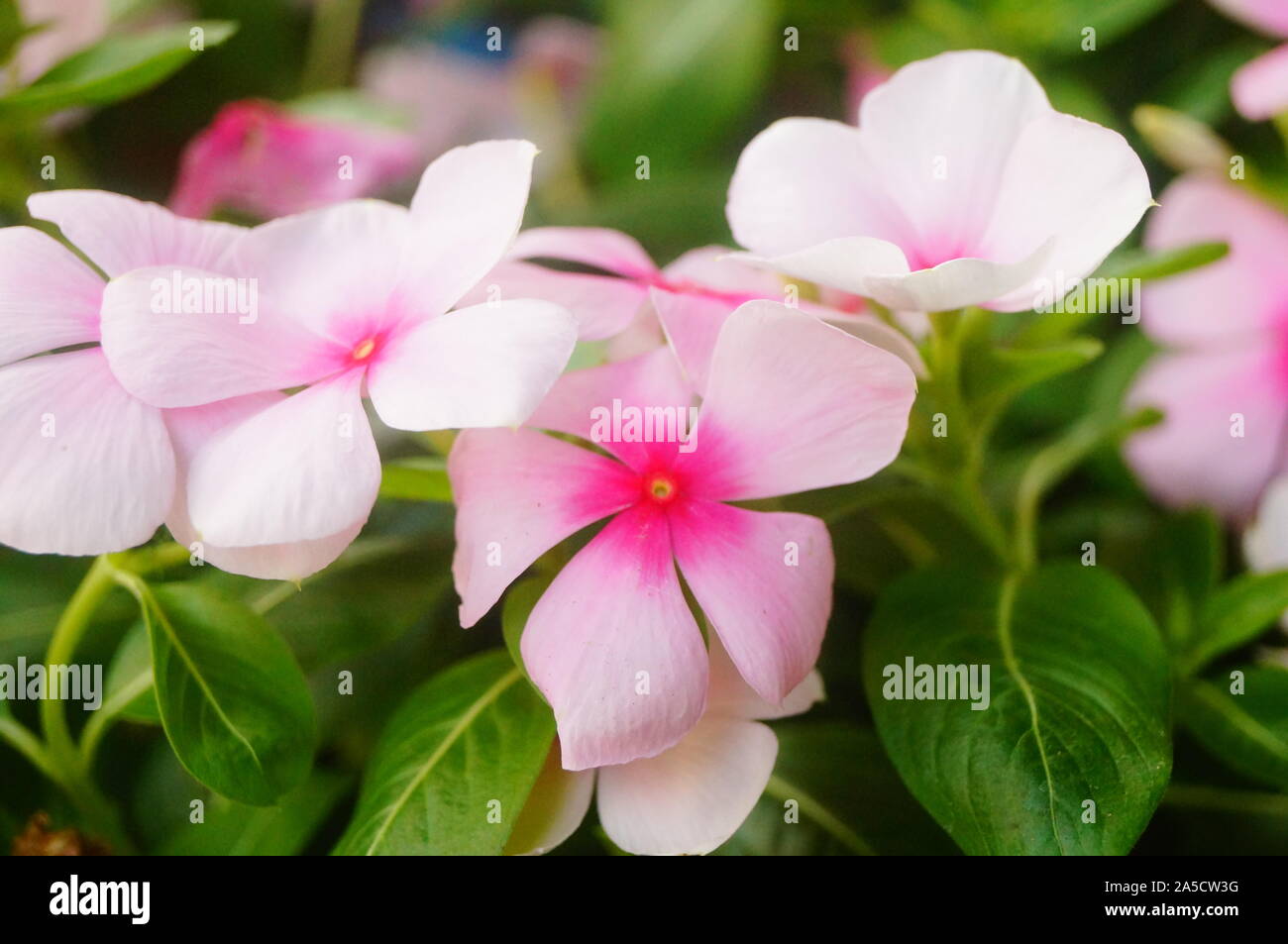 Changchun flower, very beautiful Stock Photo - Alamy