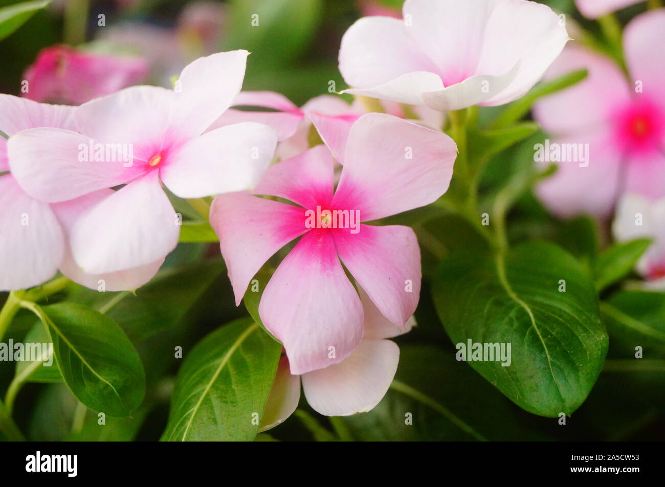 Changchun flower, very beautiful Stock Photo - Alamy