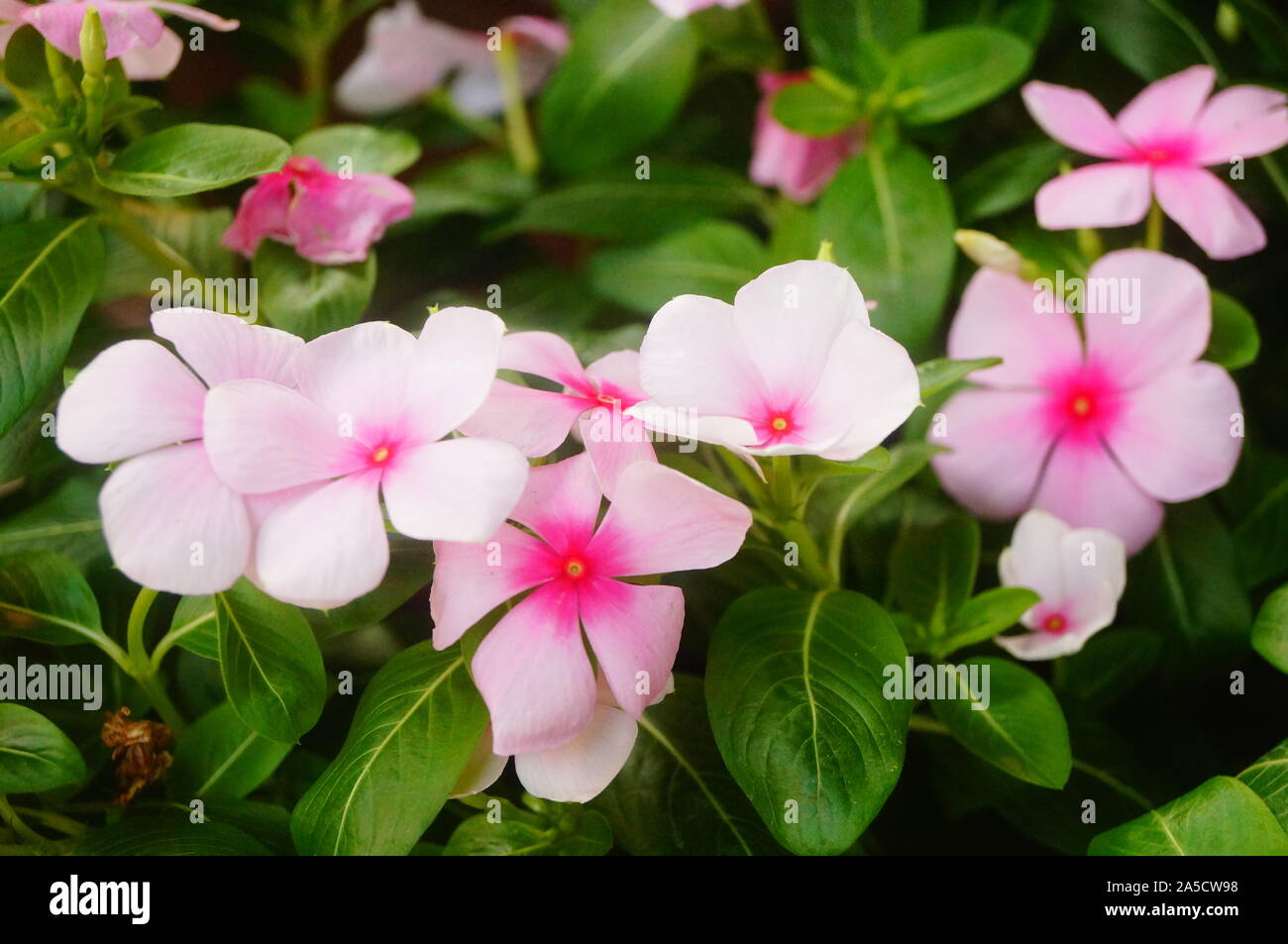 Changchun garden hi-res stock photography and images - Alamy