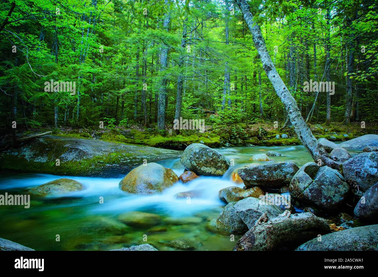 Bright scenery from a sunny forest on a summer day looking like a scene ...