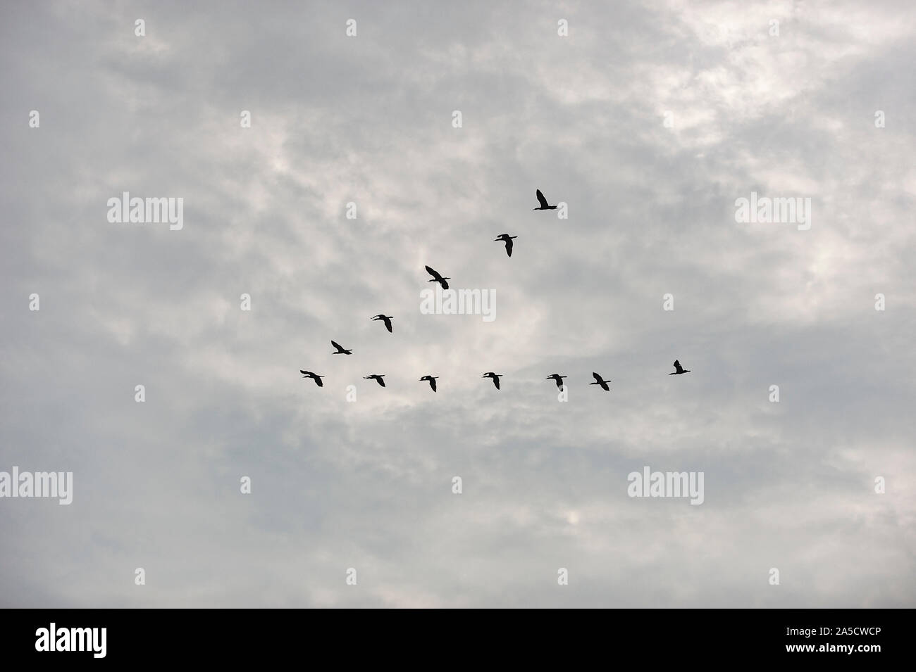Birds form V shape to save energy in long flight travel Stock Photo - Alamy