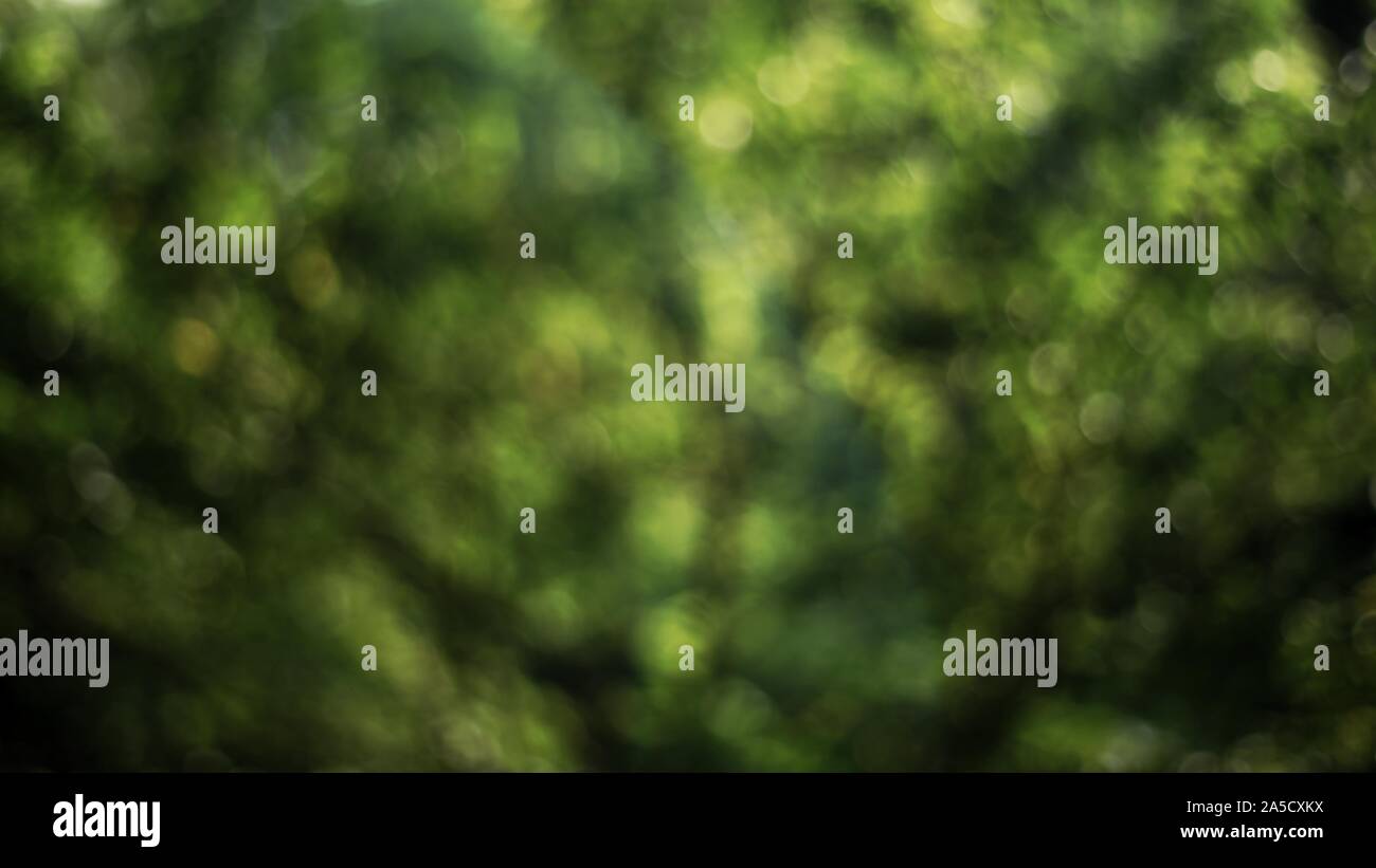 circular forest jungle bokeh light. lighting background for going green ...