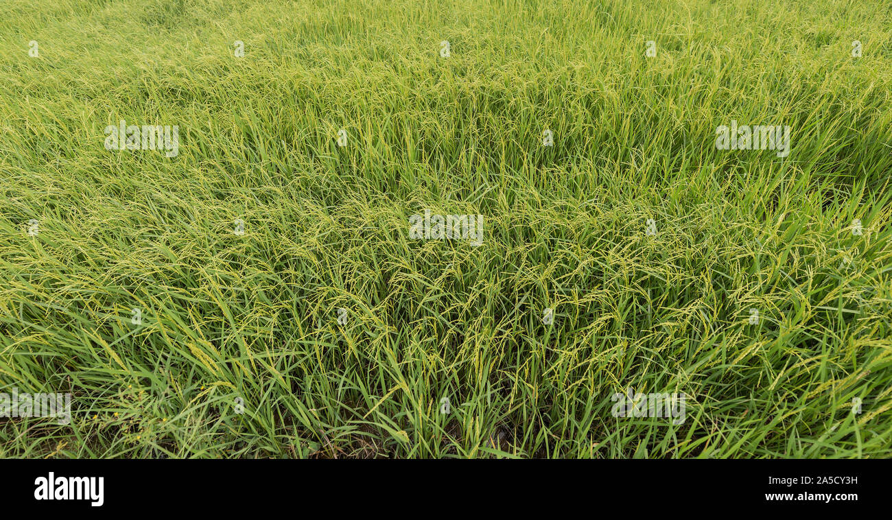 Full-grown rice in paddy field, Northern Thailand Stock Photo - Alamy