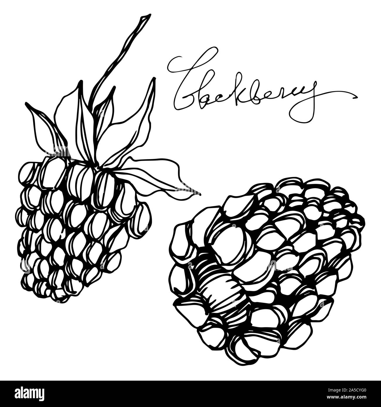 Vector Blackberry healthy food. Black and white engraved ink art ...