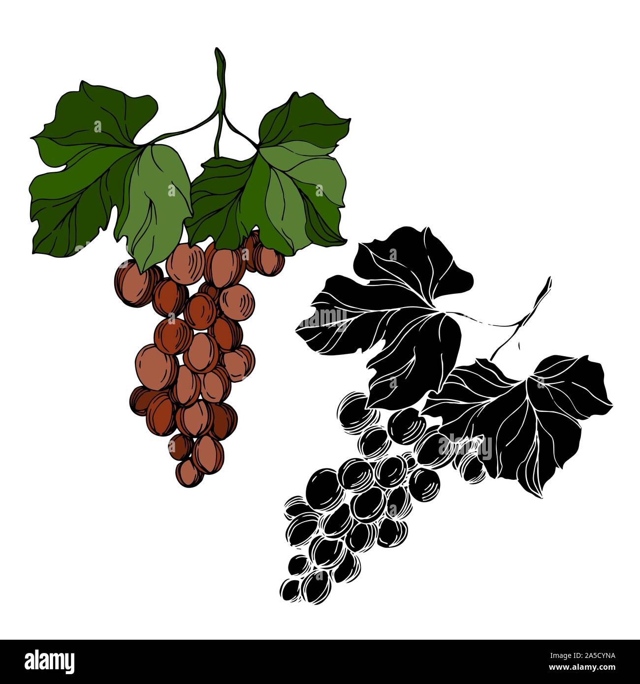 Autumn grape liana red Stock Vector Images - Alamy