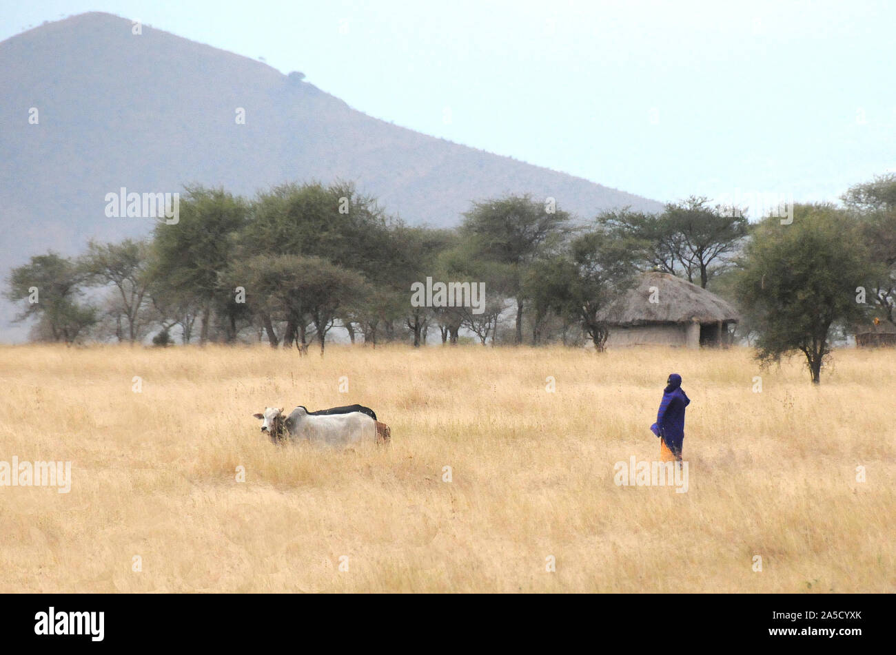 Life in the savanna, Serengeti, Tanzania Stock Photo - Alamy