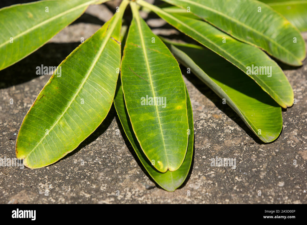 Green leaf of Blackboard Tree or Devil Tree Stock Photo - Alamy