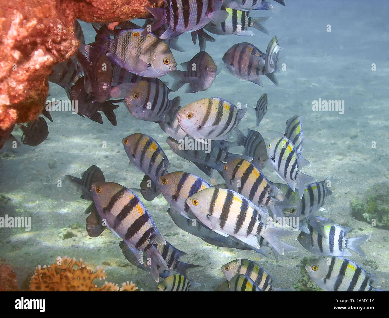 Sergeant Majors (Abudefduf saxatilis) in the Red Sea Stock Photo - Alamy