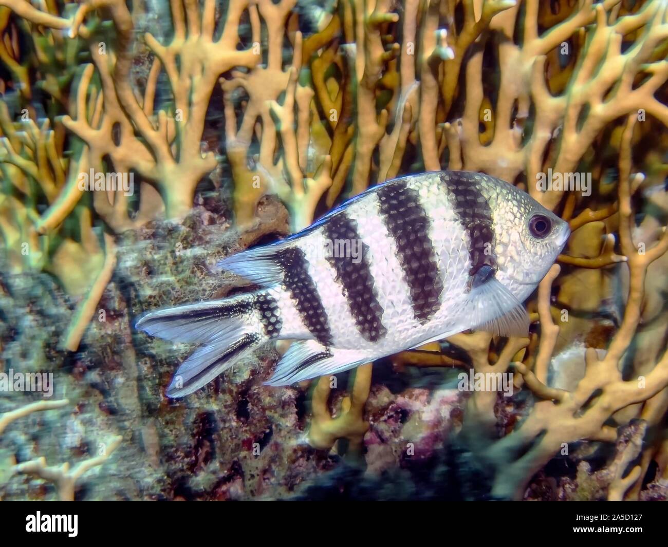 Sergeant Majors (Abudefduf saxatilis) in the Red Sea Stock Photo - Alamy