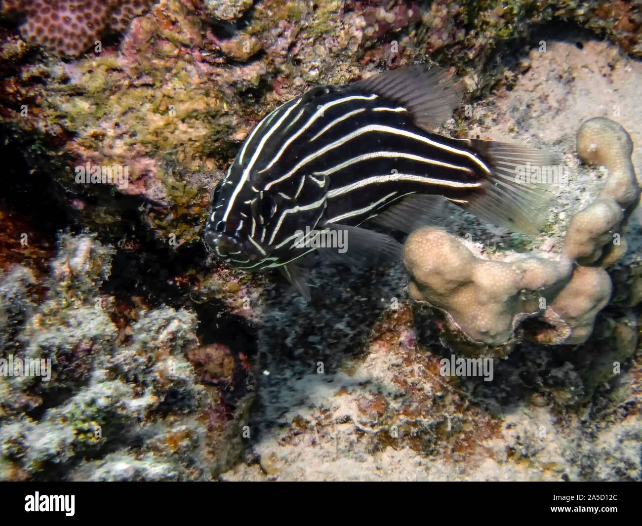 Grammistes hi-res stock photography and images - Alamy