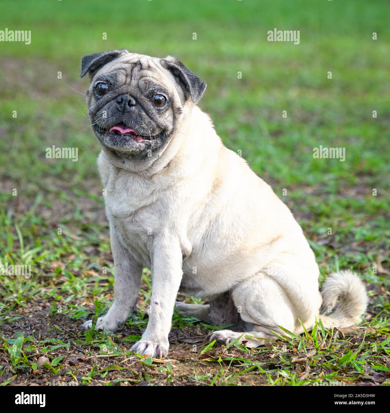 Portrait of cute smiling full body pug dog in the garden, Copy space ...