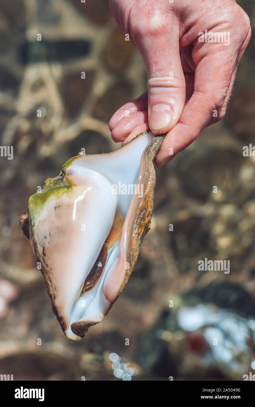 Hand holding seashell hi-res stock photography and images - Alamy