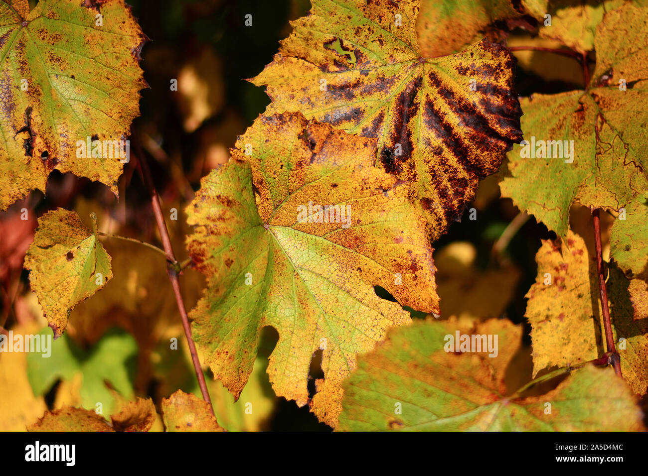 autumn color in the sun Stock Photo - Alamy