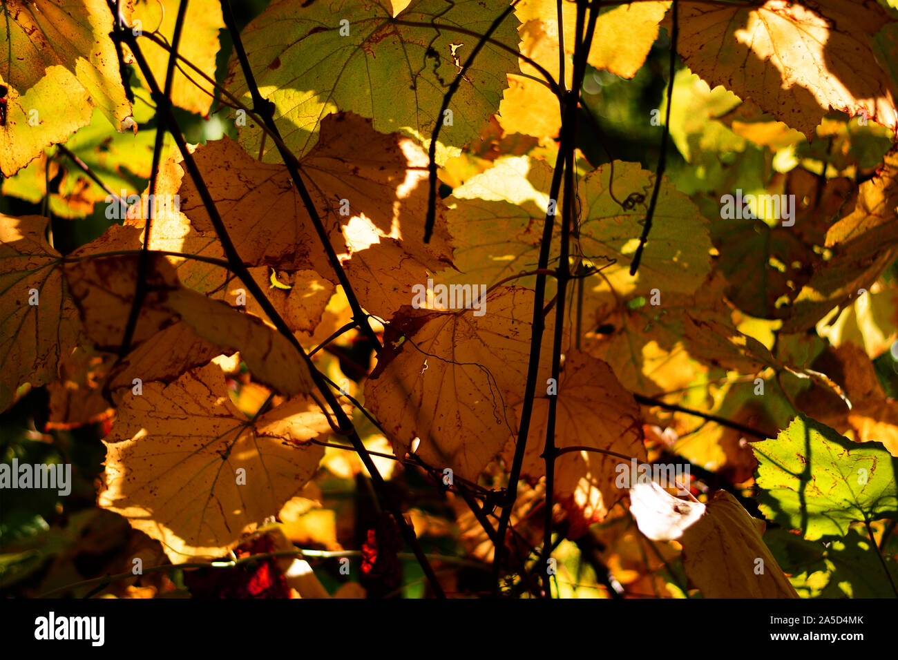 autumn color in the sun Stock Photo - Alamy