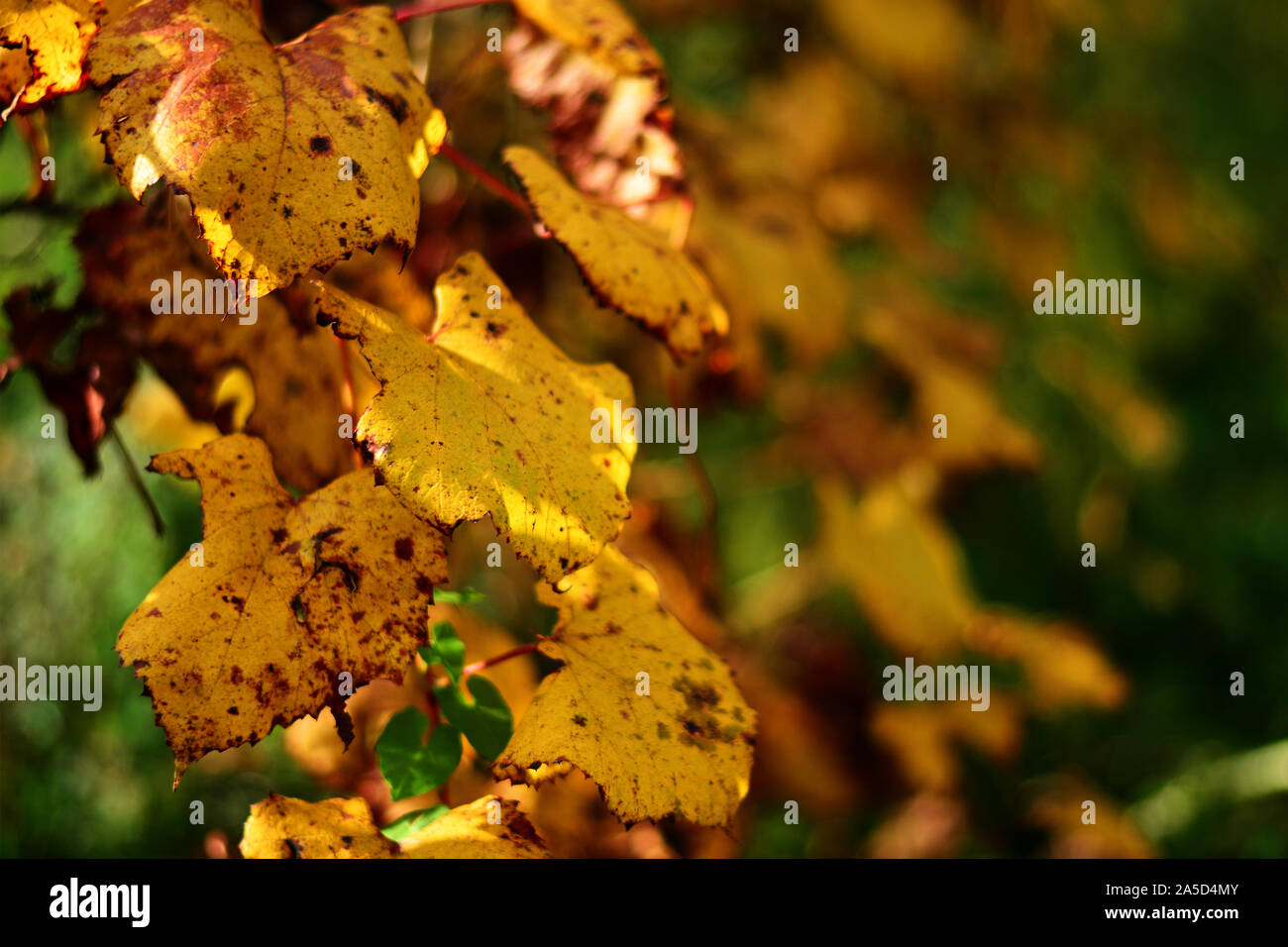 autumn color in the sun Stock Photo - Alamy