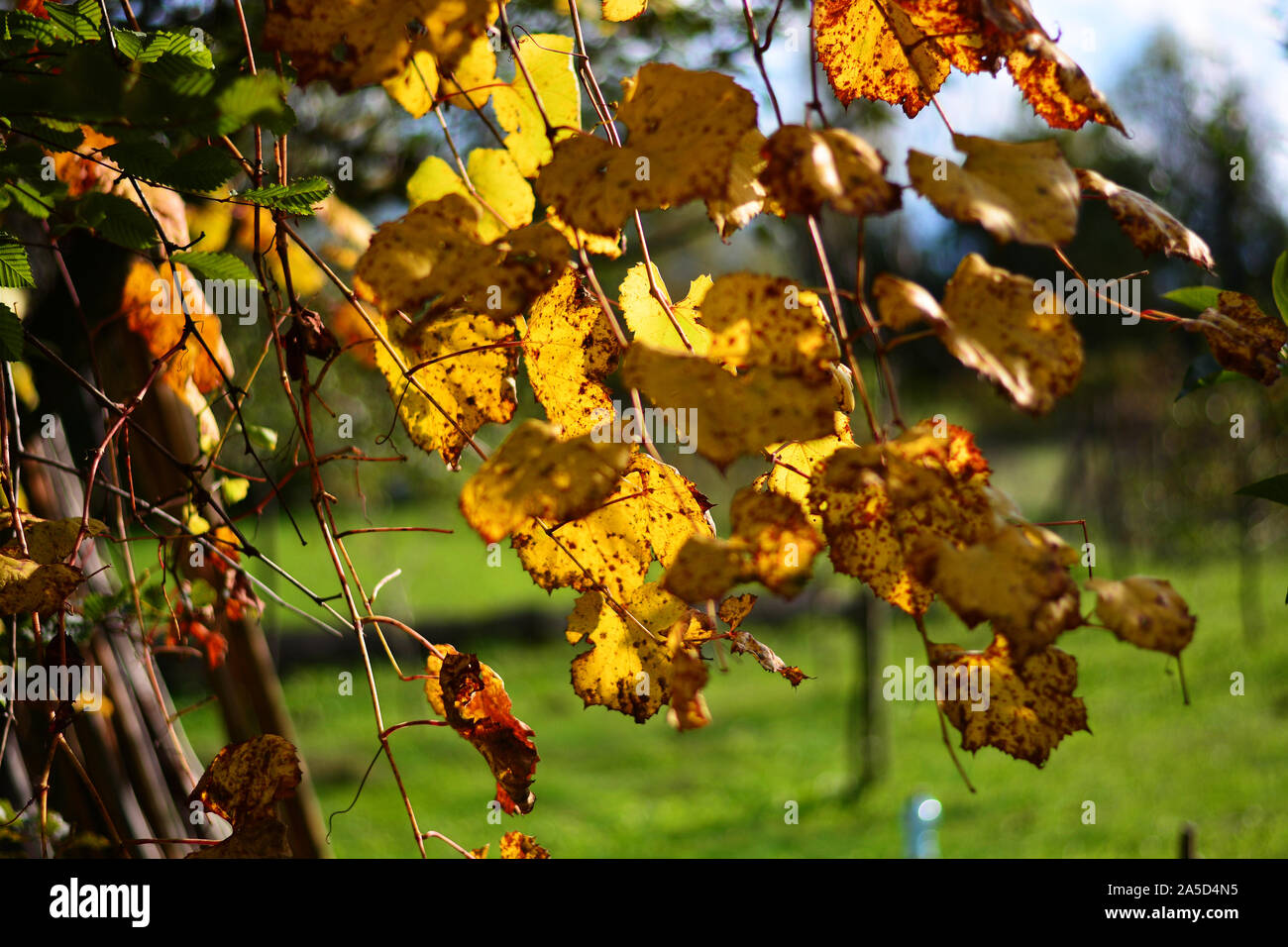 autumn color in the sun Stock Photo - Alamy
